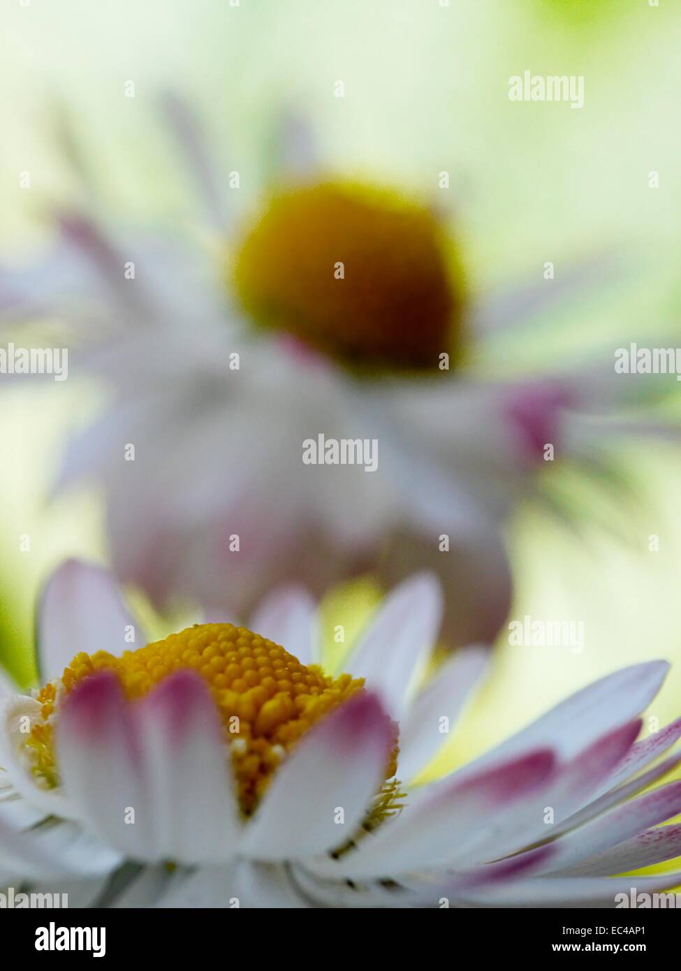 Aster bellis hi-res stock photography and images - Alamy