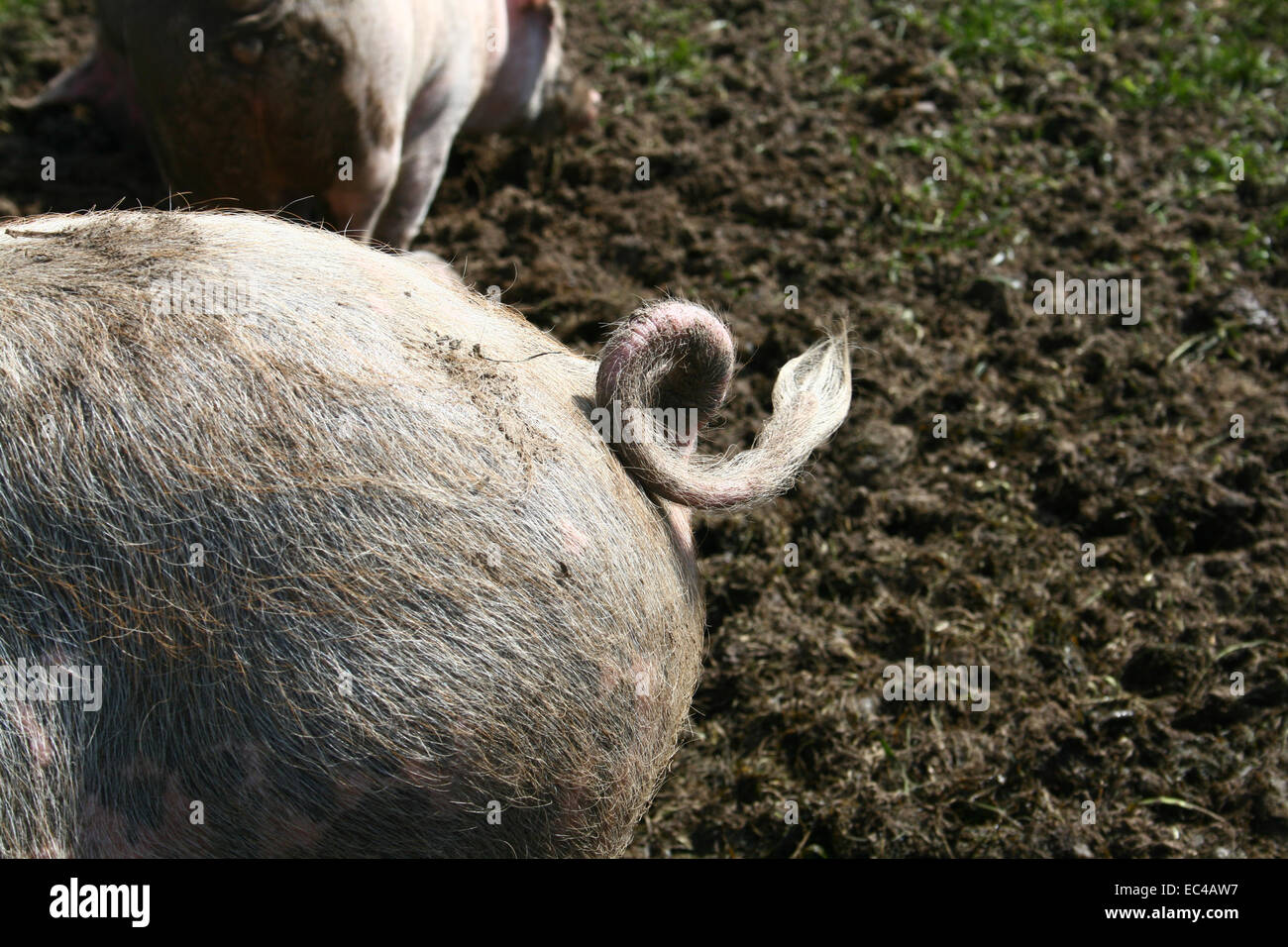 Round tail hi-res stock photography and images - Alamy