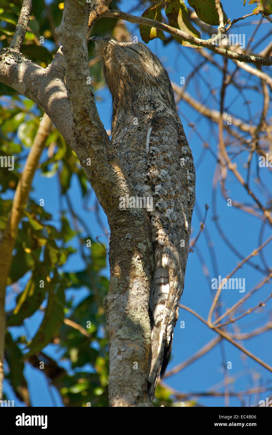 Great Potoo, Nyctibius grandis, Pantanal, Brazil Stock Photo - Alamy