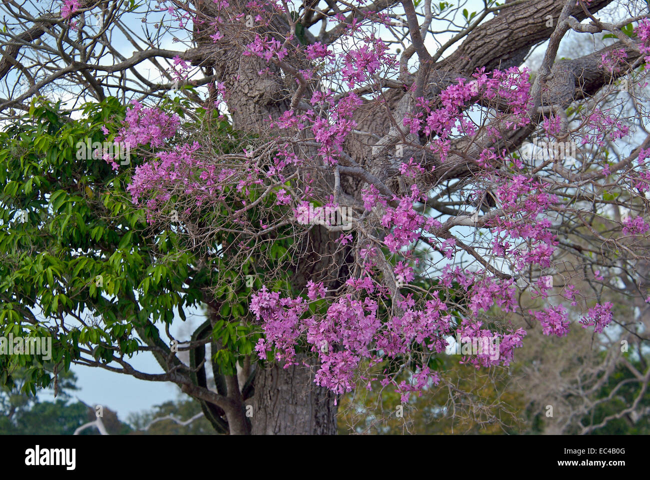 Ipe flowers of the tree, trumpet tree, Tabebuia ochracea, Pantanal ...