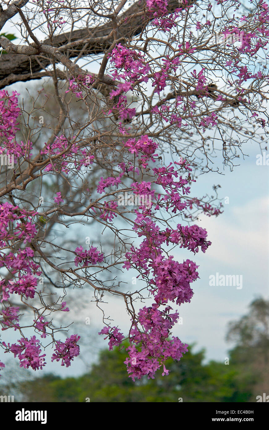 Ipe flowers of the tree, trumpet tree, Tabebuia ochracea, Pantanal ...