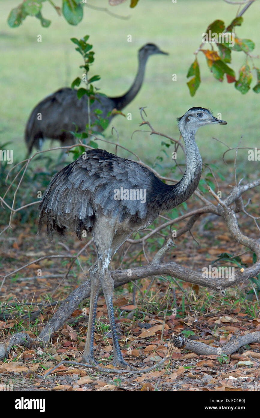 American Rhea, Rhea americana, Pantanal, Brazil Stock Photo - Alamy