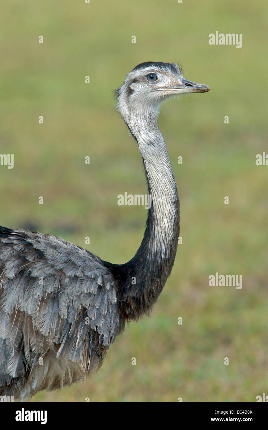 American Rhea, Rhea americana, Pantanal, Brazil Stock Photo - Alamy