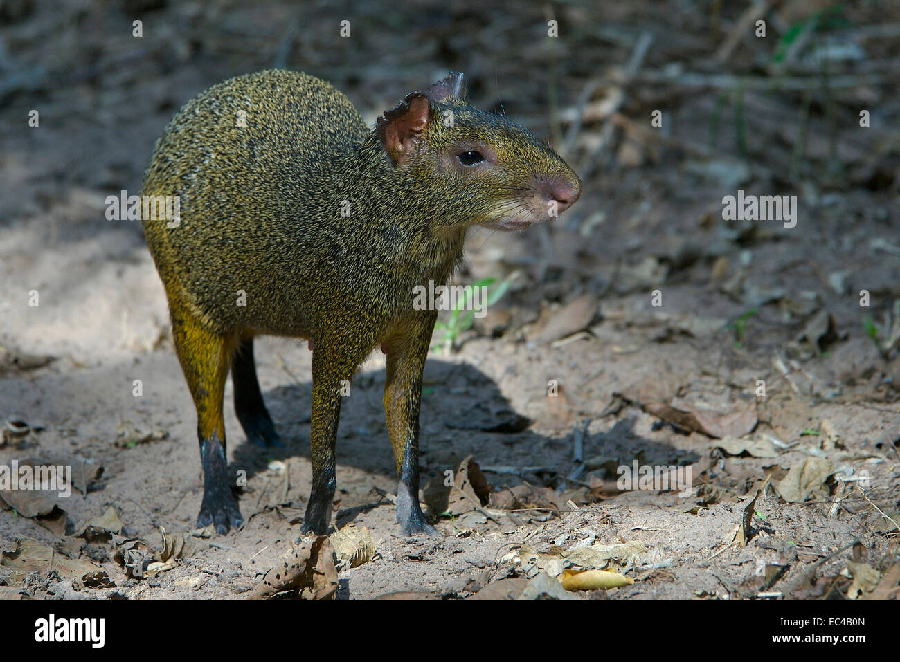 Central American Agouti, Dasyprocta agouti, Pantanal, Brazil Stock ...