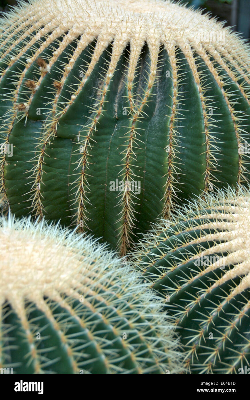 Ball cactus hi-res stock photography and images - Alamy
