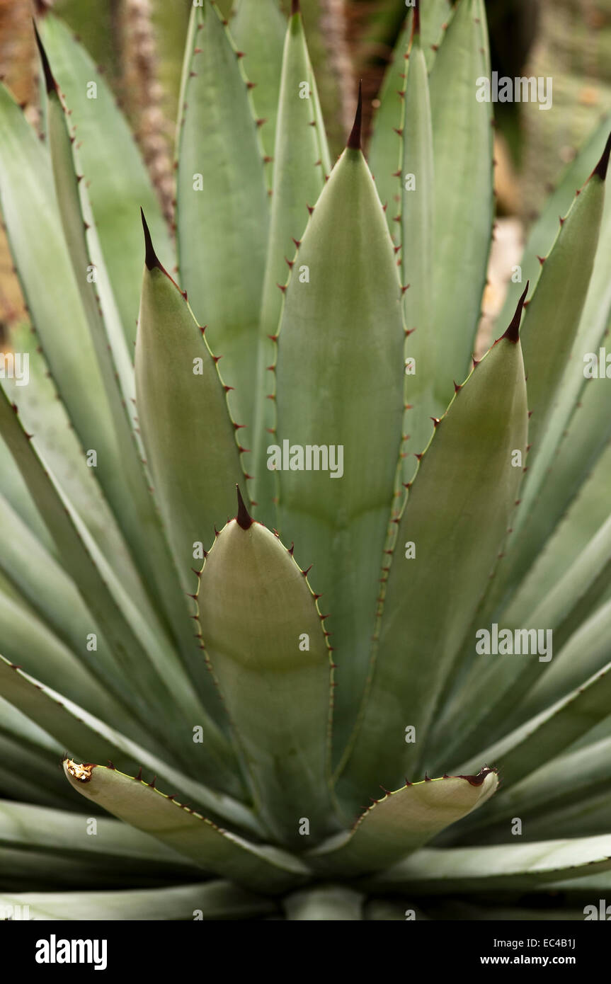 Agave macroacantha hi-res stock photography and images - Alamy