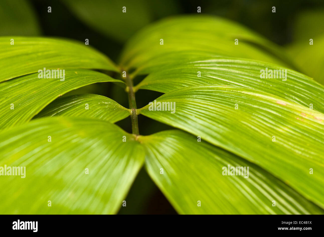 Leaf structure, Zamia neurophyllidia Stock Photo - Alamy