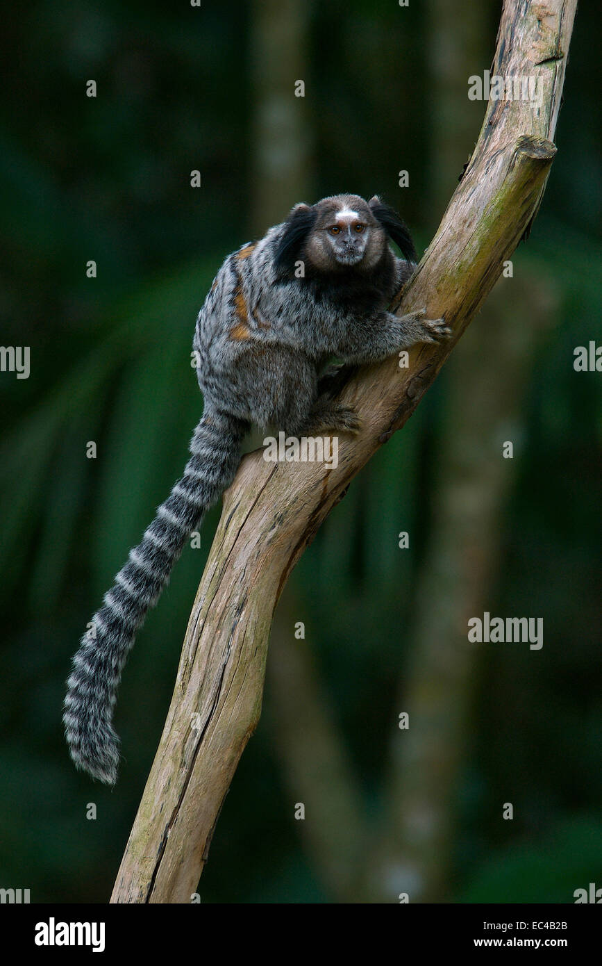 Callithrix penicillata hi-res stock photography and images - Alamy