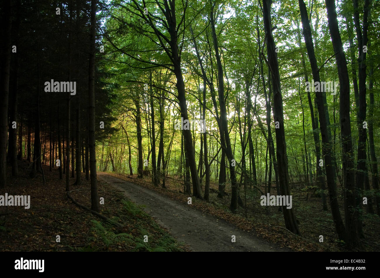 Sunrise in a typically marshy landscape, in the Märkische Schweiz ...