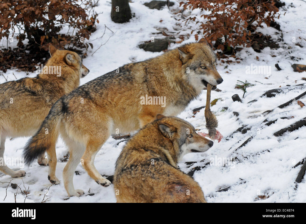 Grey Wolf, Canis lupus Stock Photo - Alamy