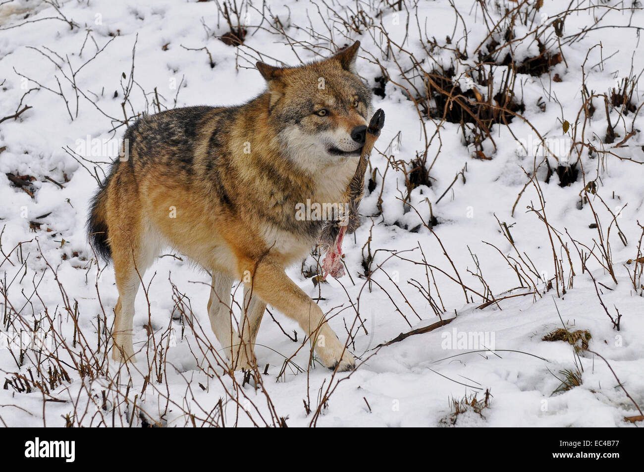 Grey wolf canis lupus white hi-res stock photography and images - Alamy