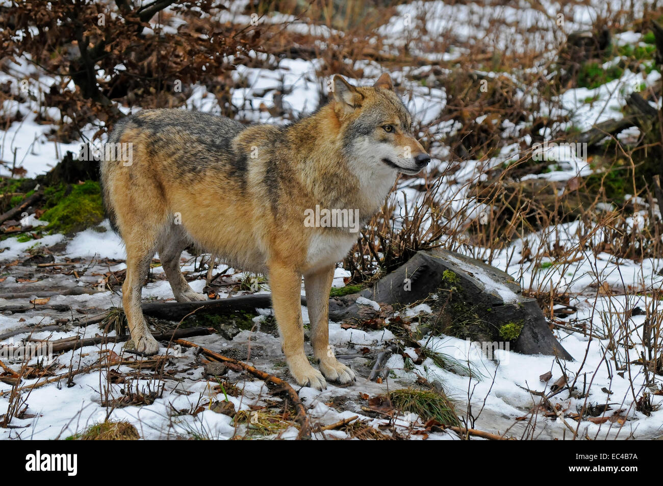 Grey Wolf, Canis lupus Stock Photo - Alamy