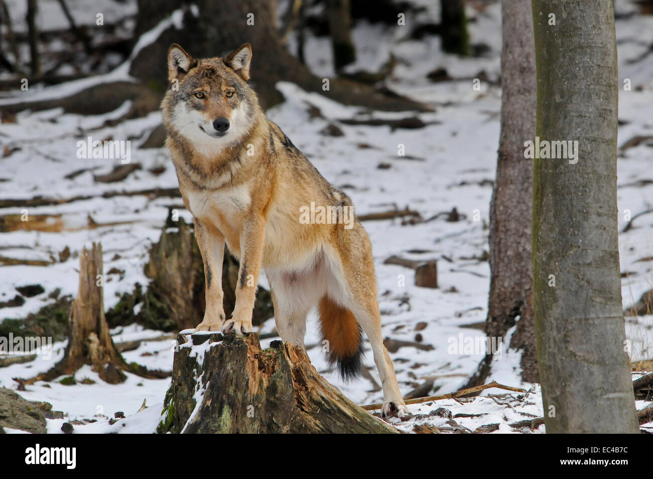winter attention observe bavarian forest canis lupus european european ...