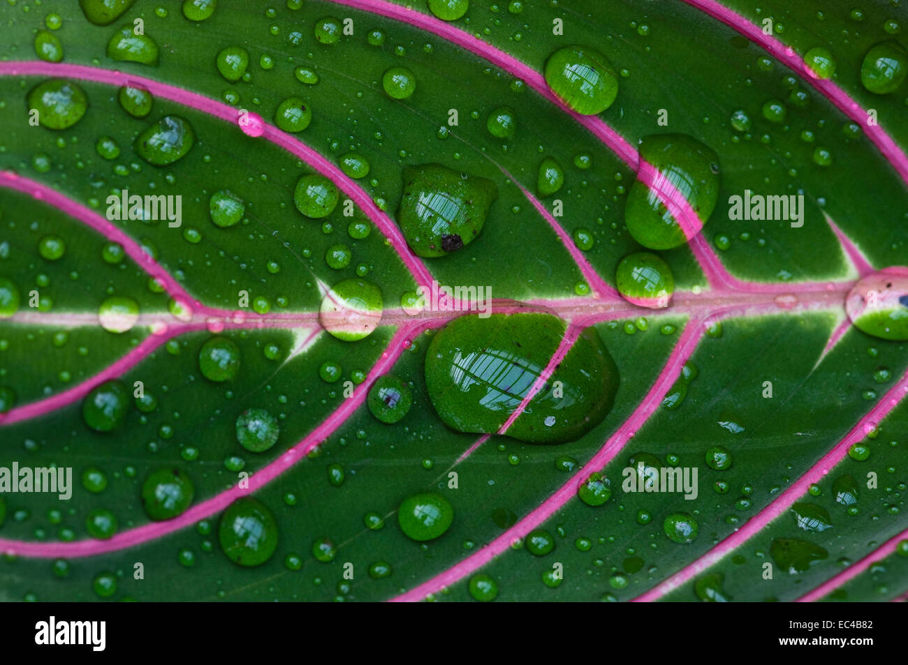 Maranta Leaf Detail High Resolution Stock Photography and Images - Alamy