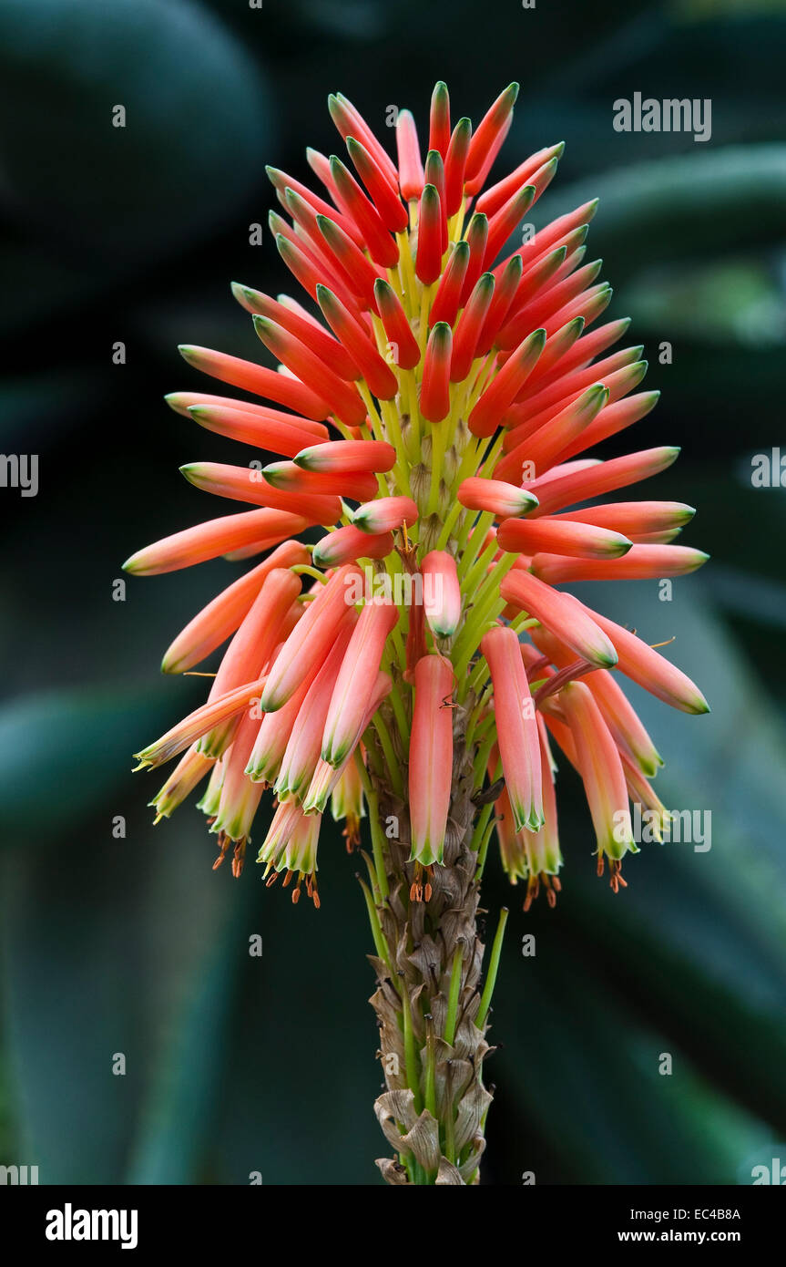 Tree aloe, Aloe arborescens Stock Photo - Alamy