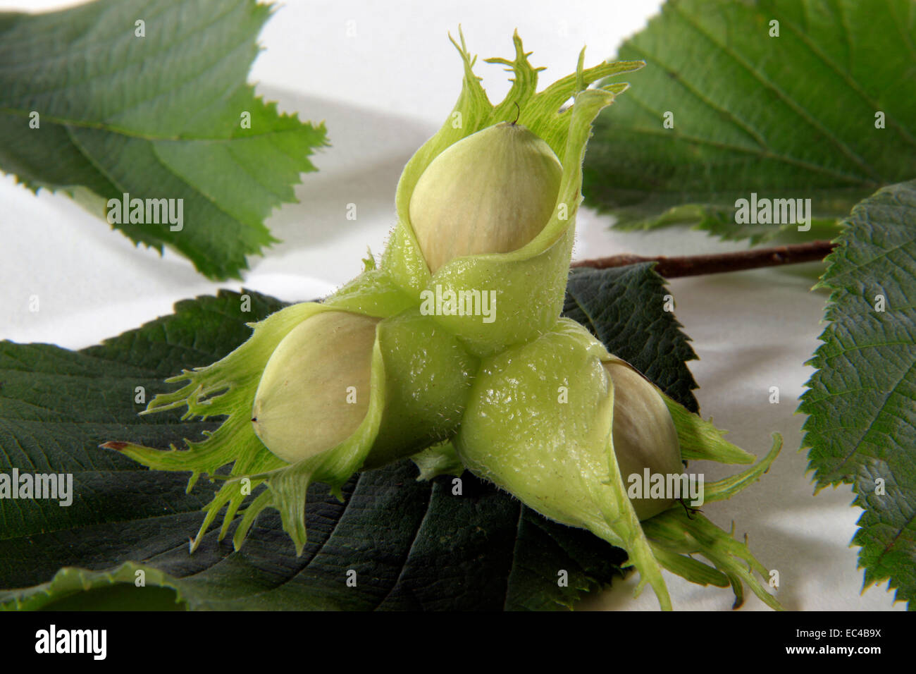 Hazel nuts maturing hi-res stock photography and images - Alamy