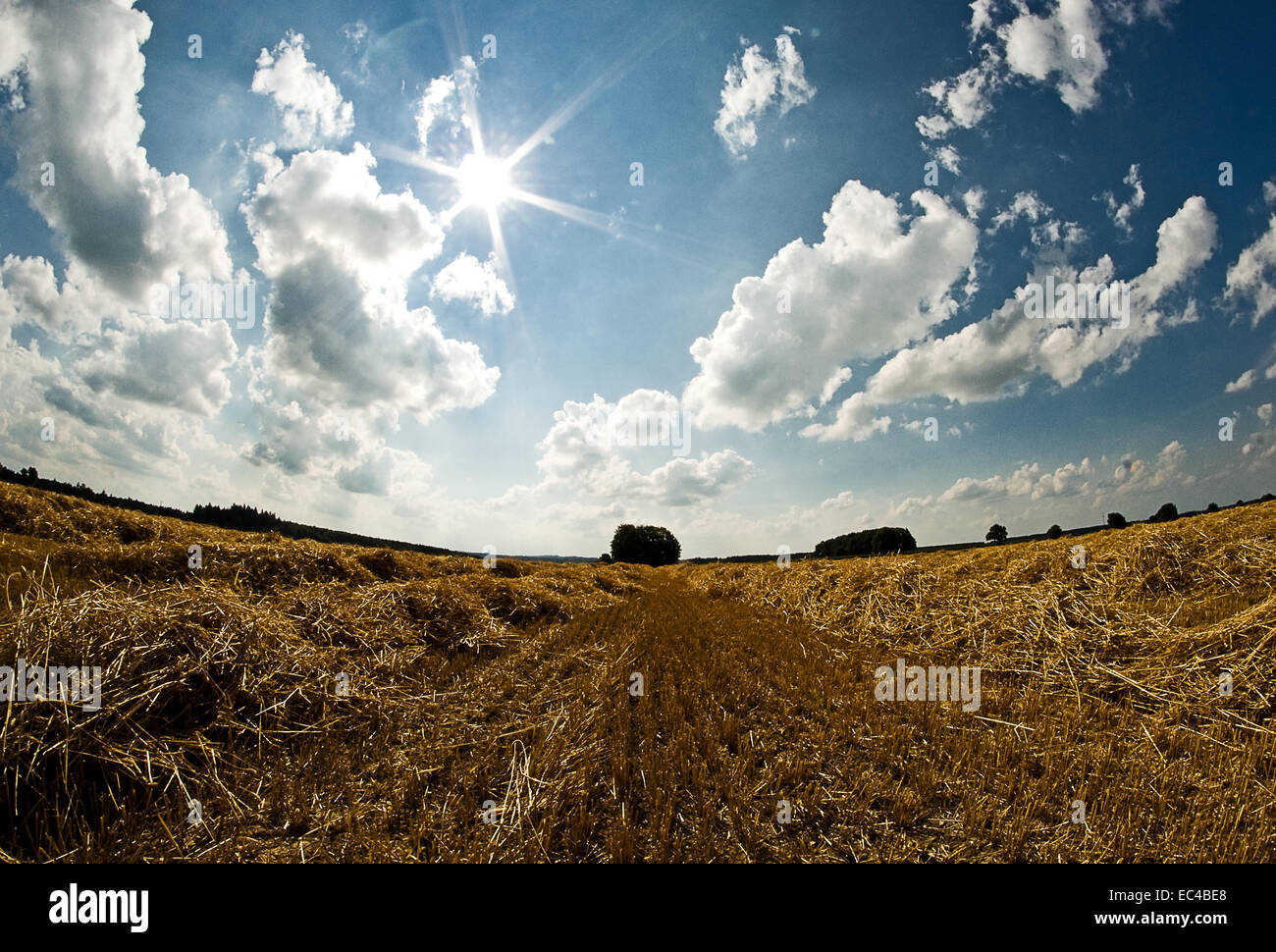 The harvested area in the midday sun Stock Photo - Alamy