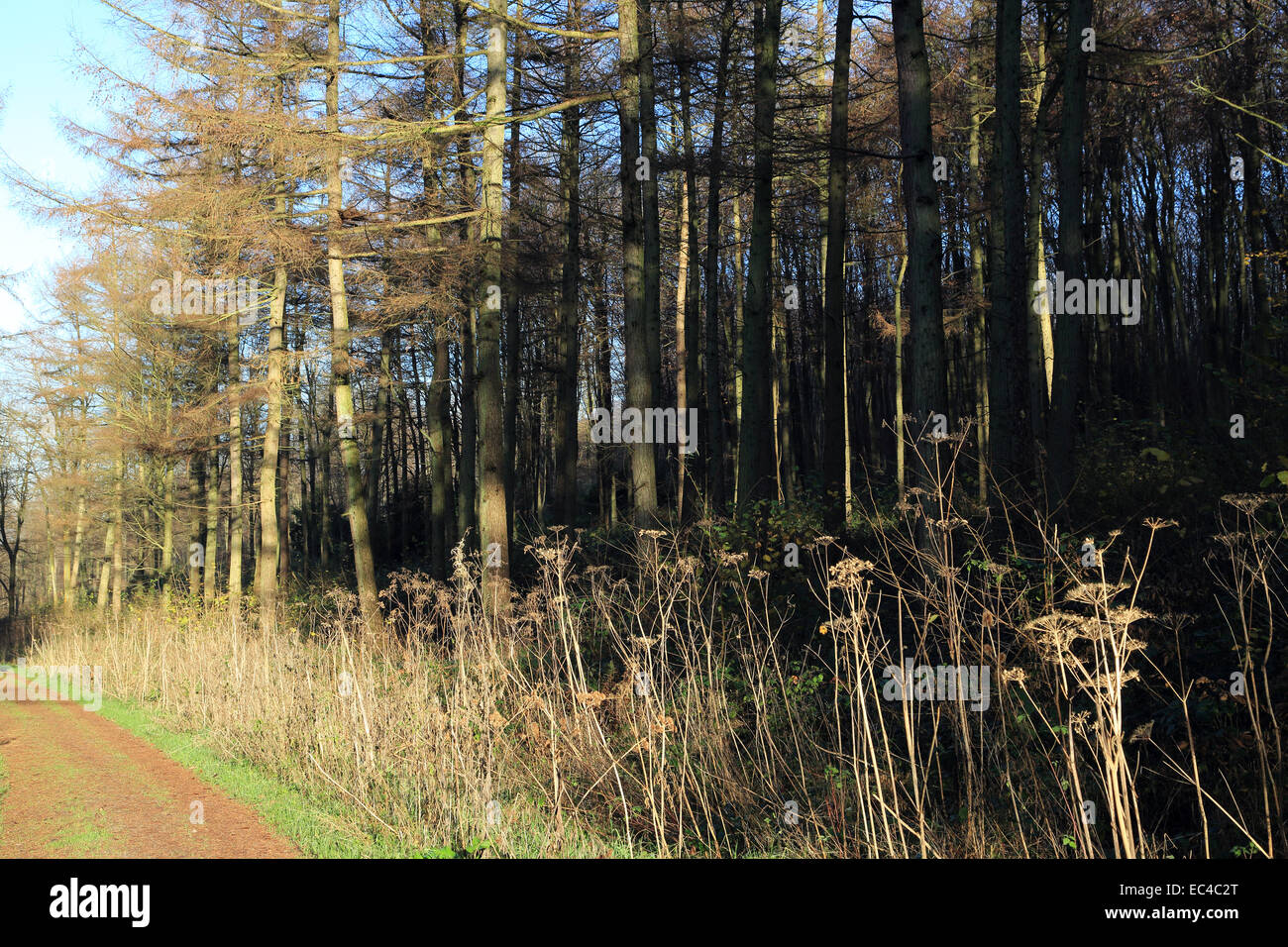 Woodland track and trees in Denge Woods, Pennypot Lane, Crundale ...