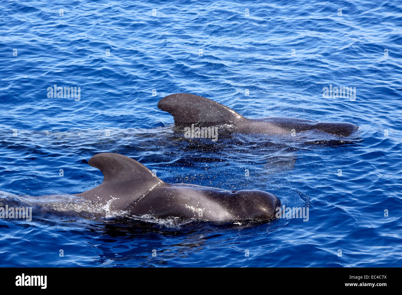 Shortfin Pilot Whale High Resolution Stock Photography and Images - Alamy