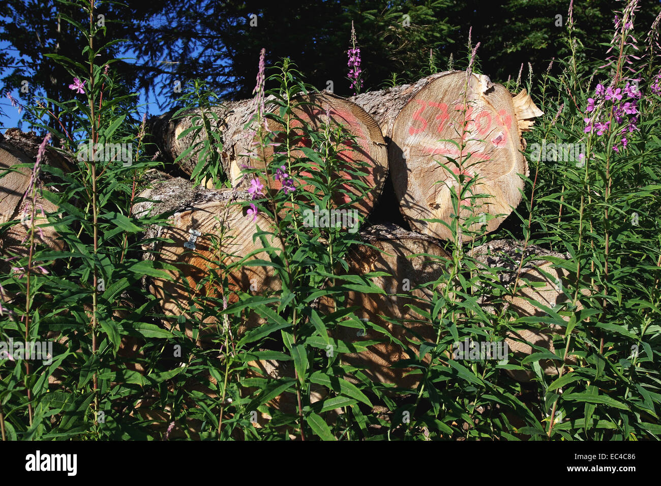 Sources of wood hi-res stock photography and images - Alamy