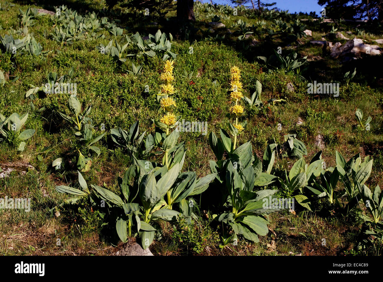 Mountain gentian hi-res stock photography and images - Alamy