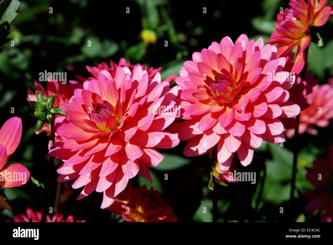 Dahlia ‘karma fuchsiana’ hi-res stock photography and images - Alamy