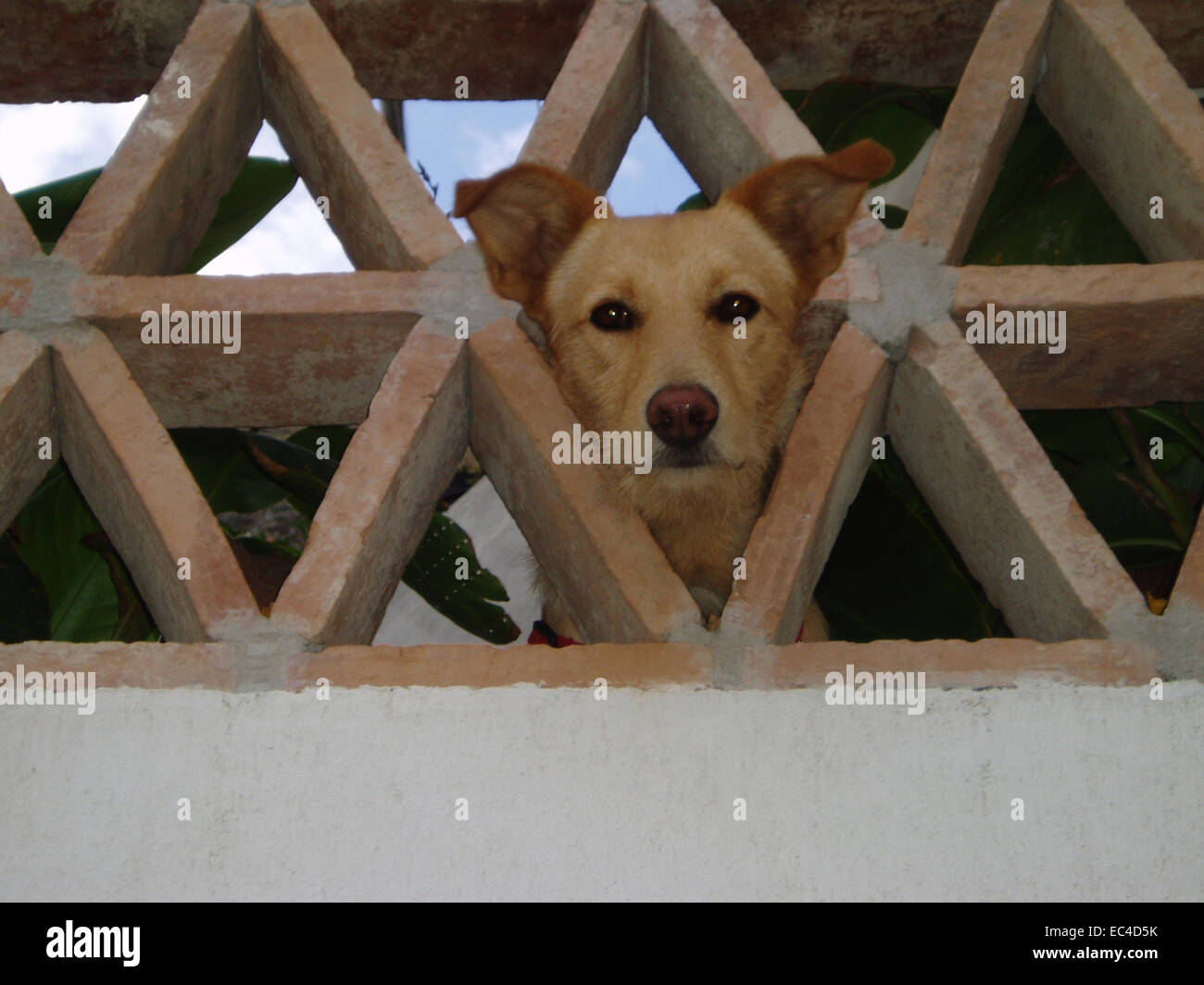 Dog in wall Stock Photo - Alamy