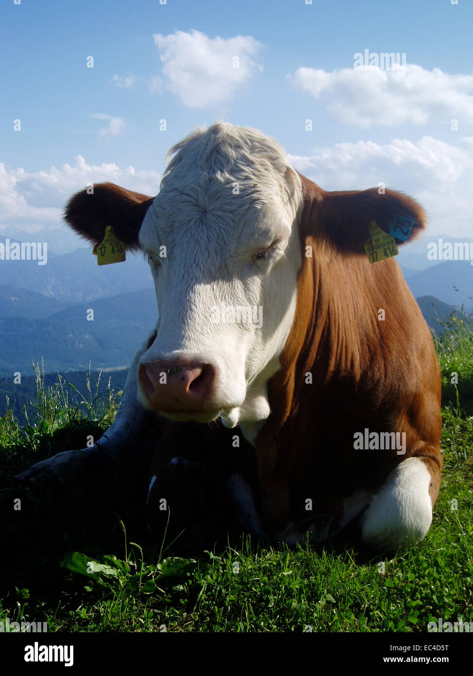 Cow sleeping hi-res stock photography and images - Alamy