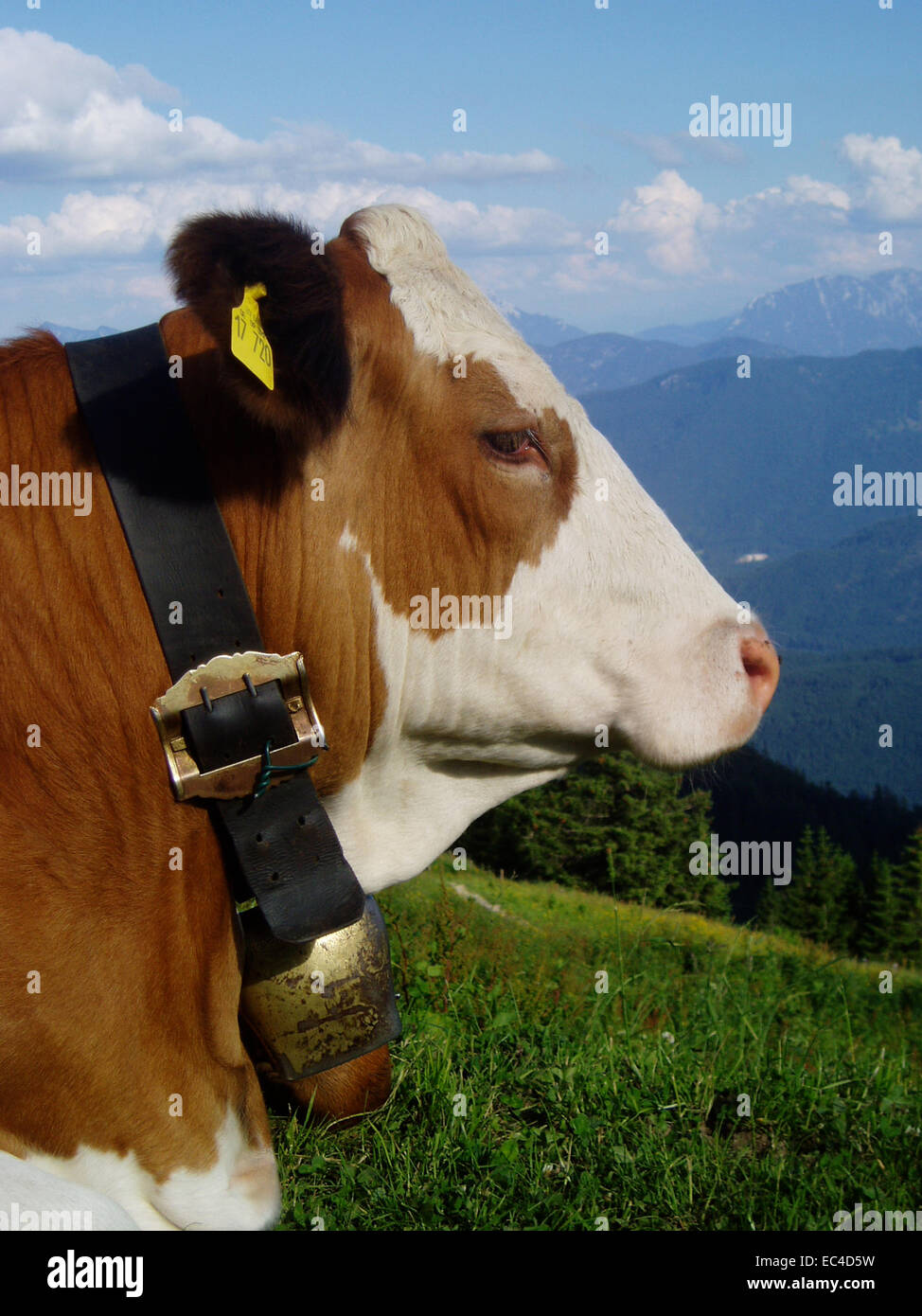 Cow with bell Stock Photo - Alamy
