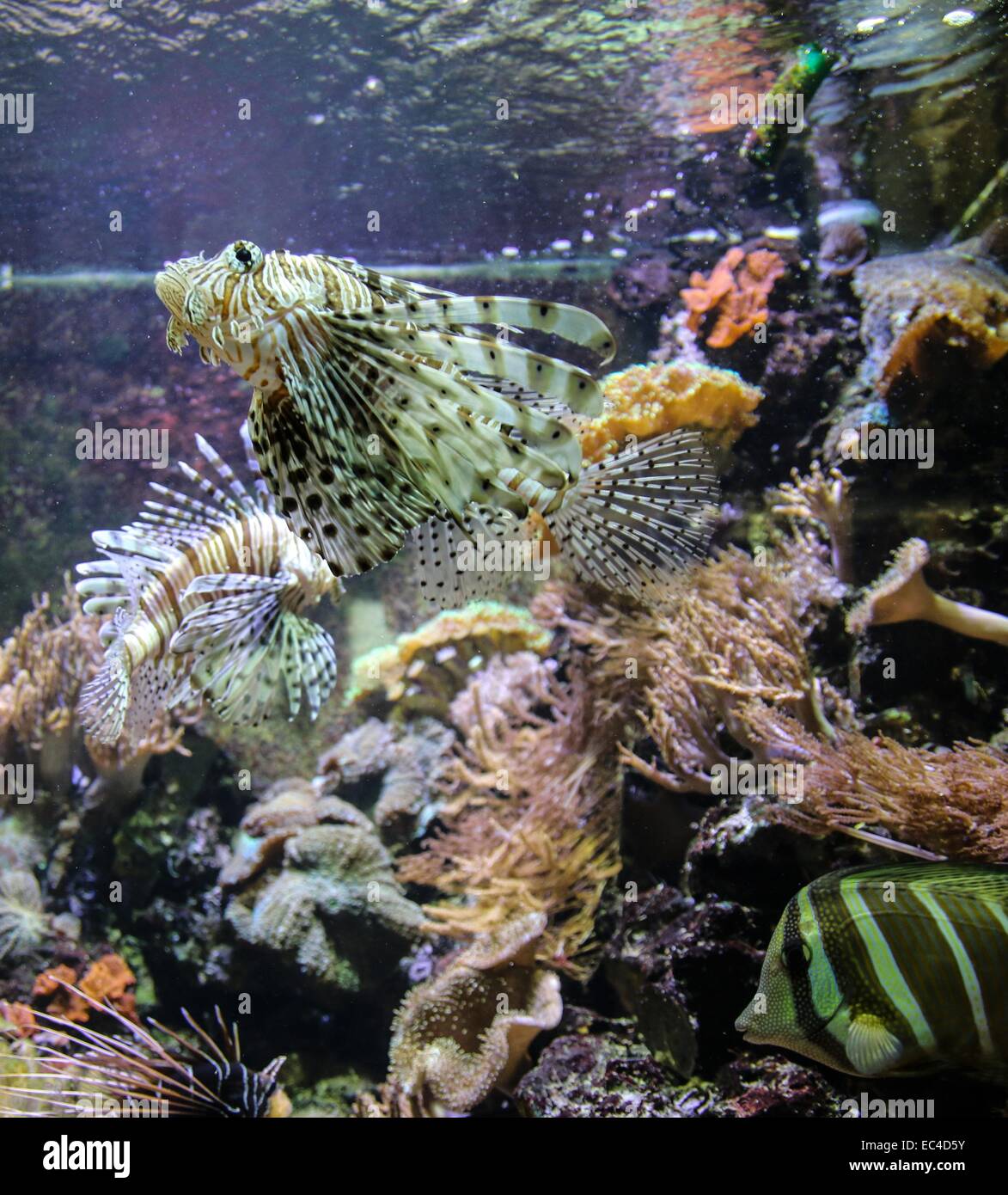 Pez Diablo High Resolution Stock Photography and Images - Alamy