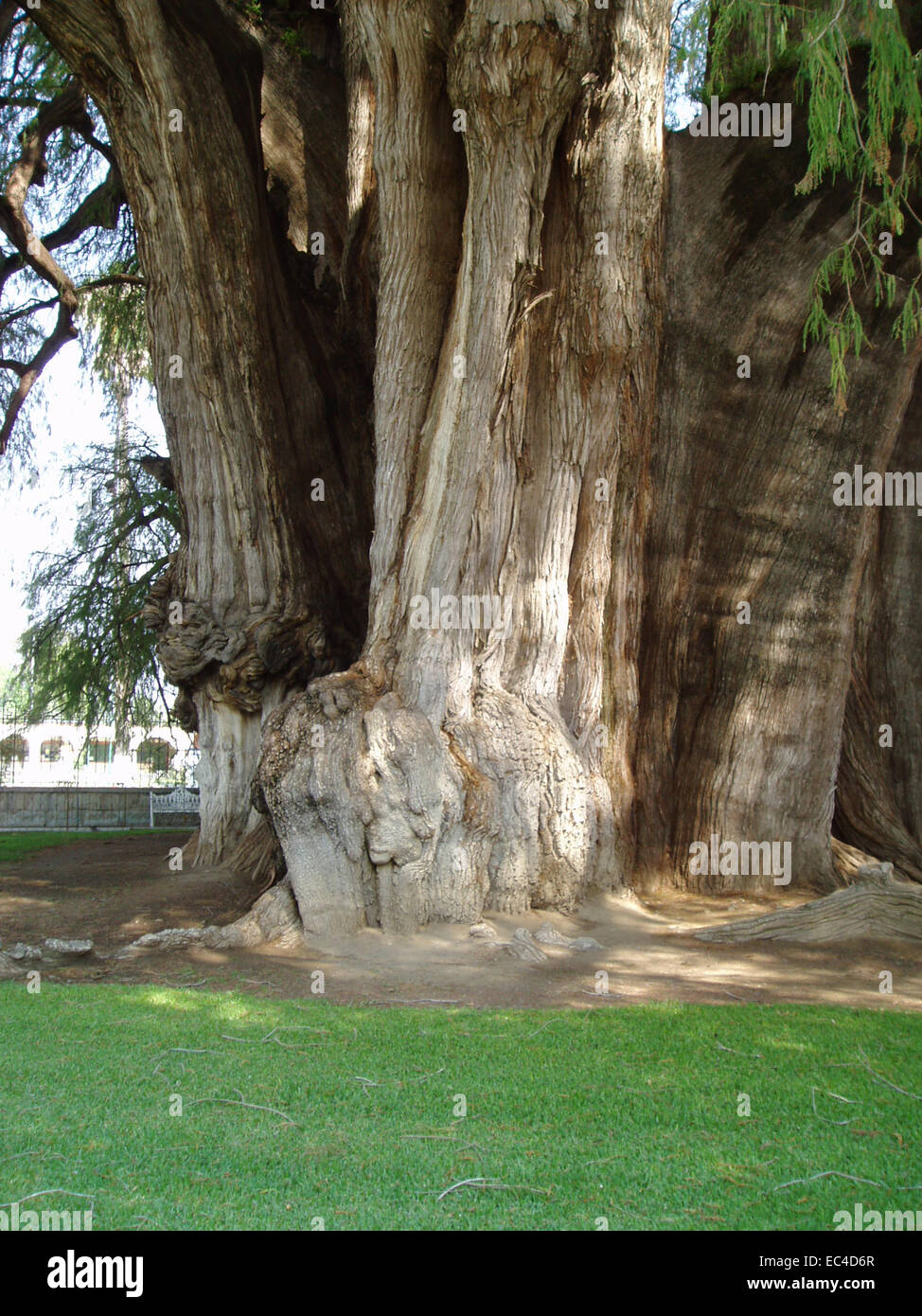 Old tree in Mexico Stock Photo - Alamy