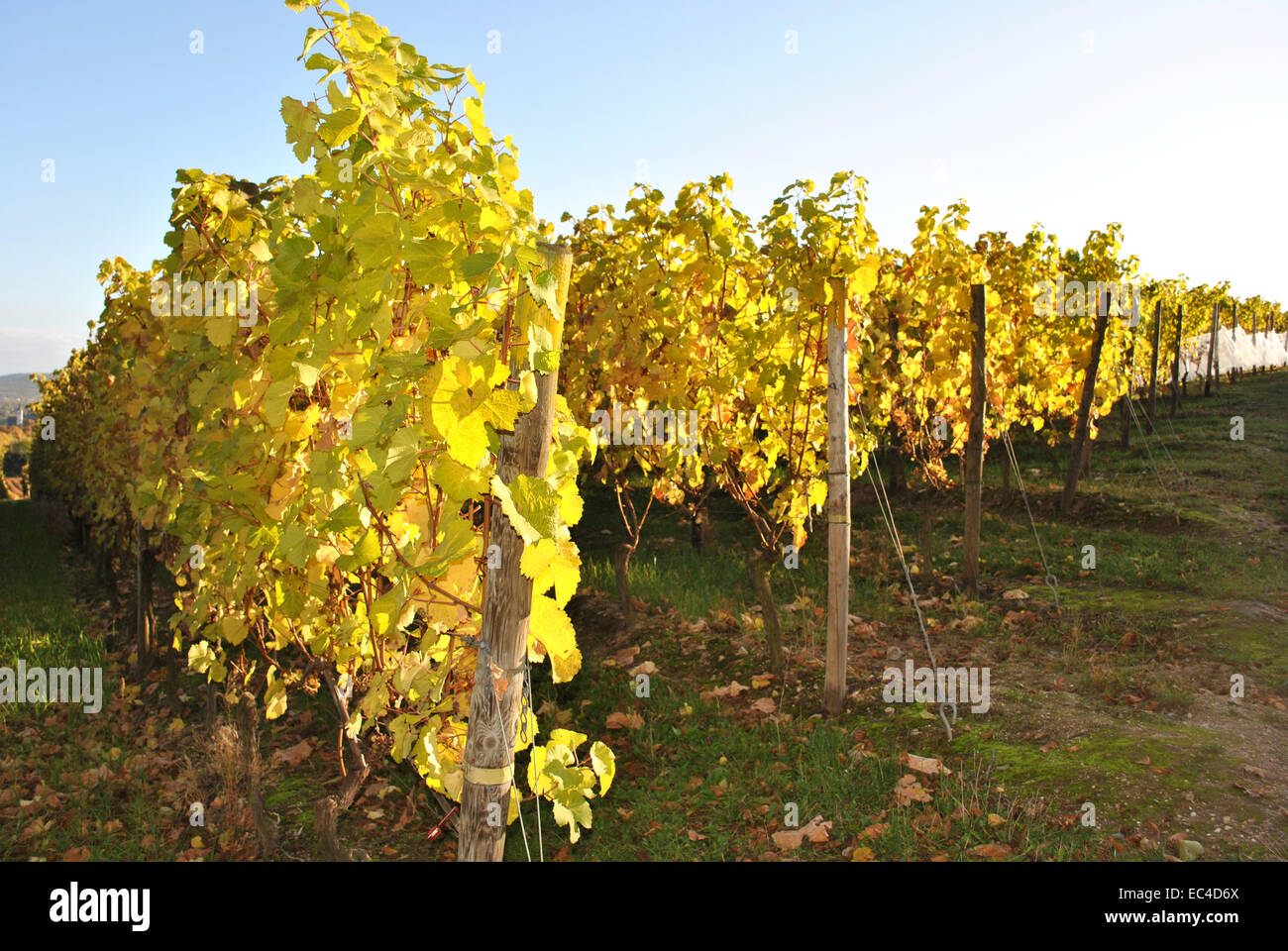 Vine in fall Stock Photo - Alamy