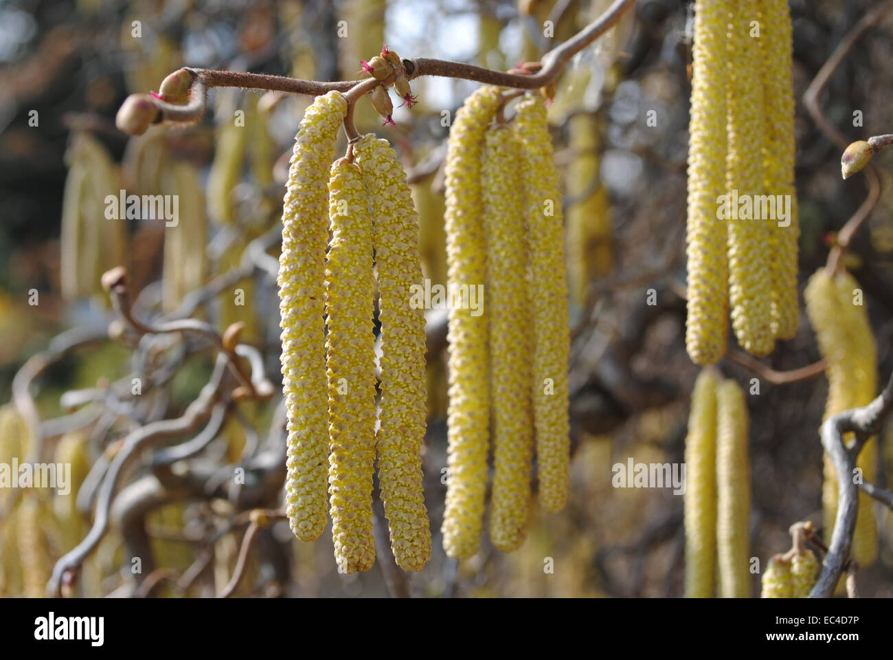 Hazelflowers hi-res stock photography and images - Alamy