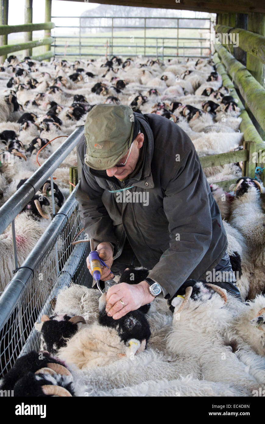 Dosing of sheep hi-res stock photography and images - Alamy
