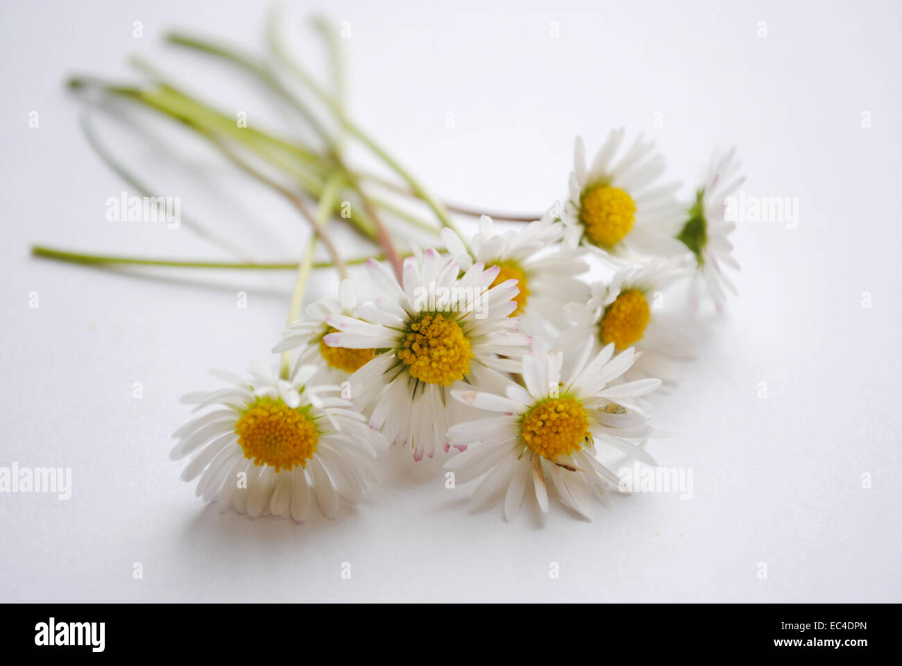 White daisies blooms hi-res stock photography and images - Alamy
