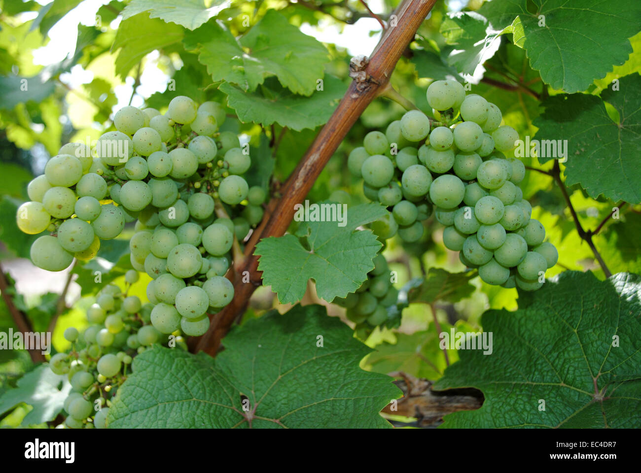 Grapes at plant Stock Photo - Alamy