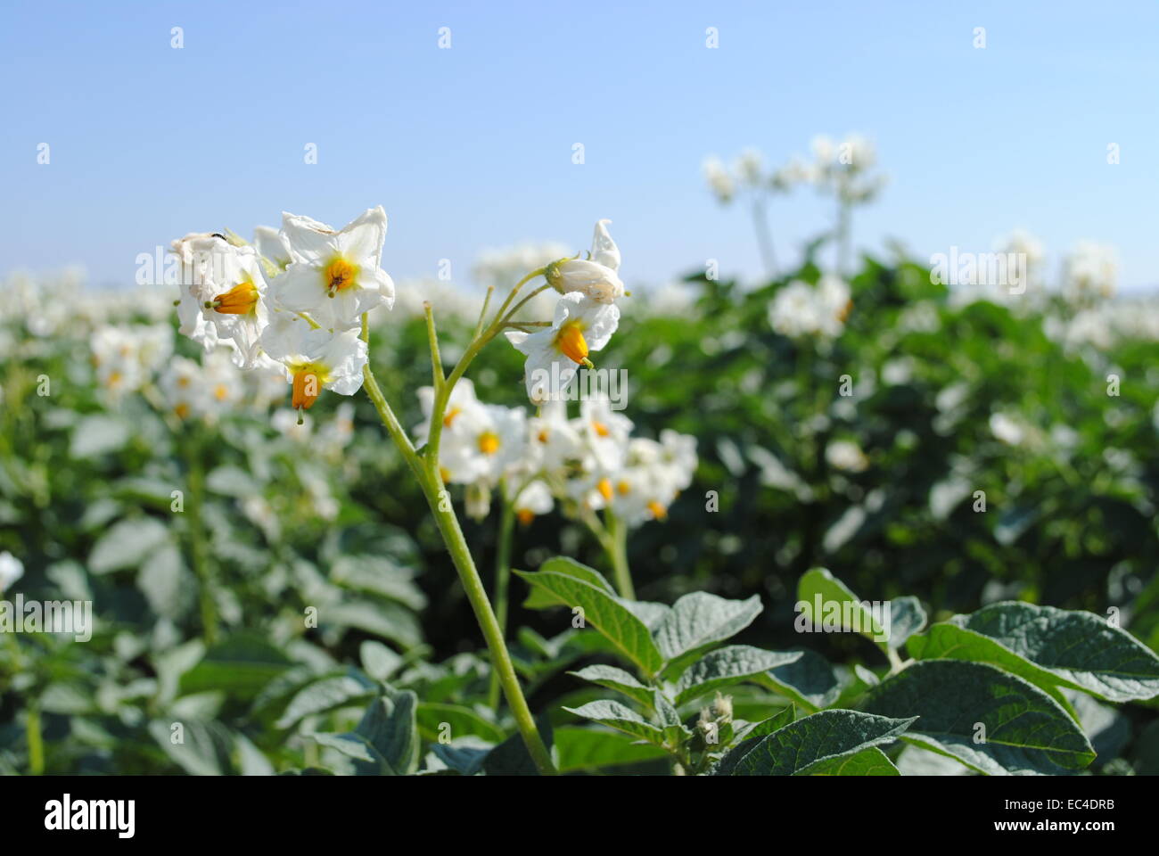 Potato plant flower tuber hi-res stock photography and images - Alamy