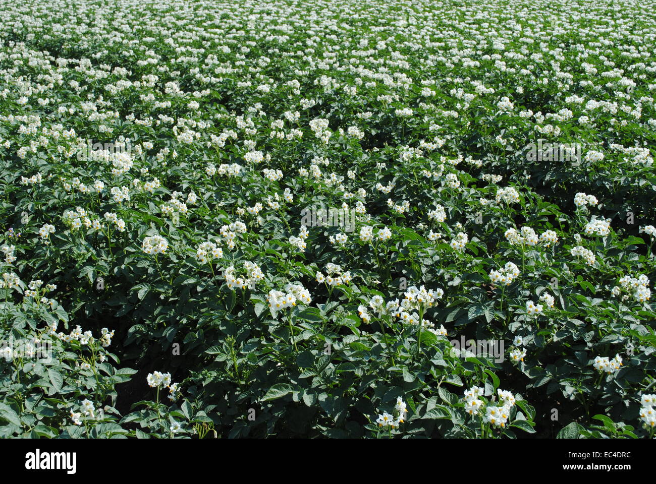 Thriving potato field Stock Photo - Alamy