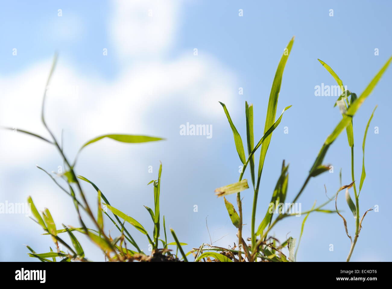 Gras in spring Stock Photo - Alamy