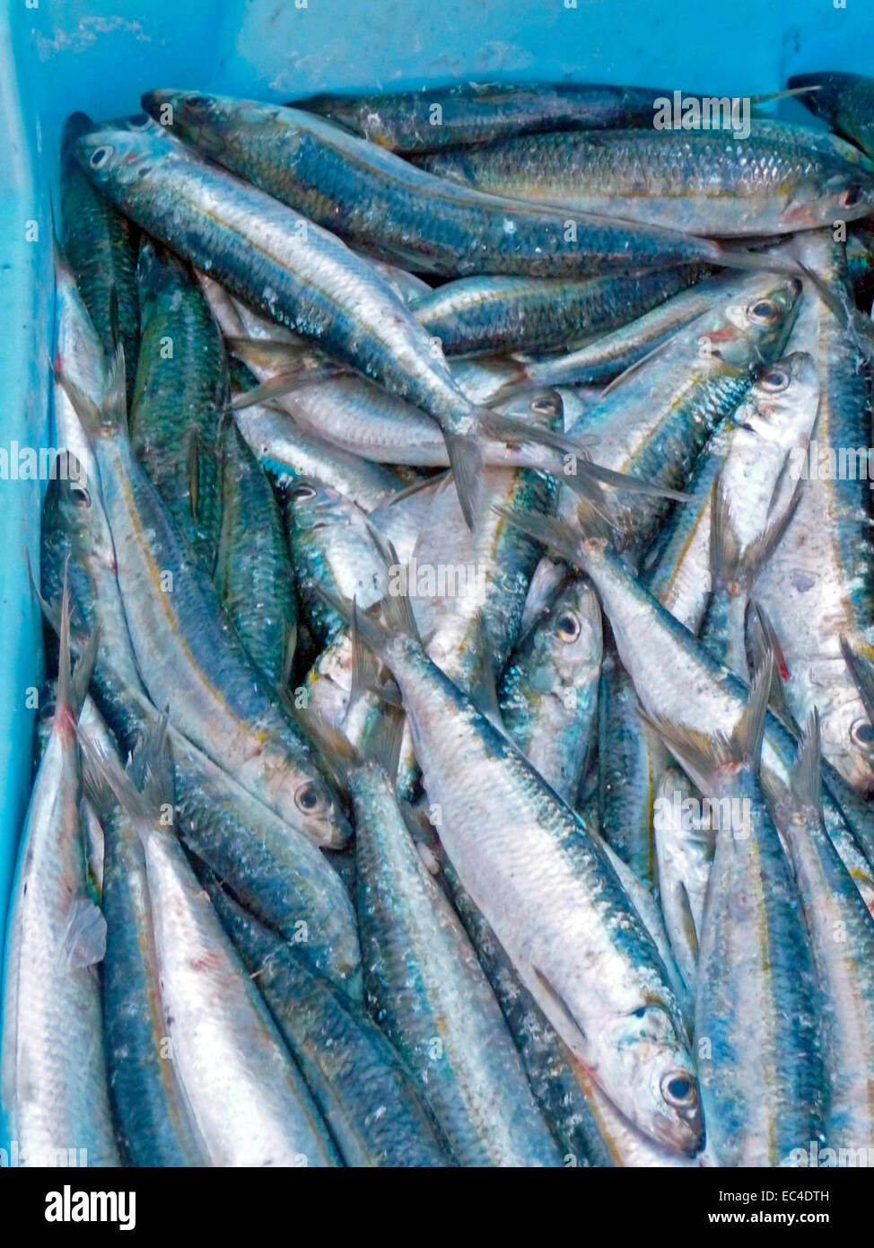 fresh fish in an box at the market Stock Photo - Alamy