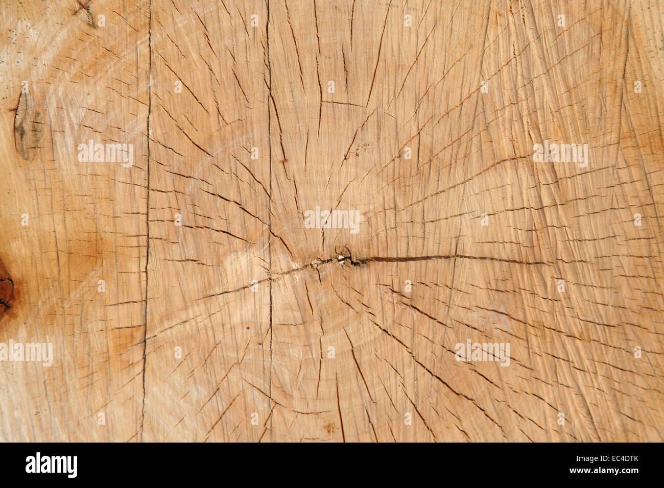 wooden tree cut Stock Photo - Alamy
