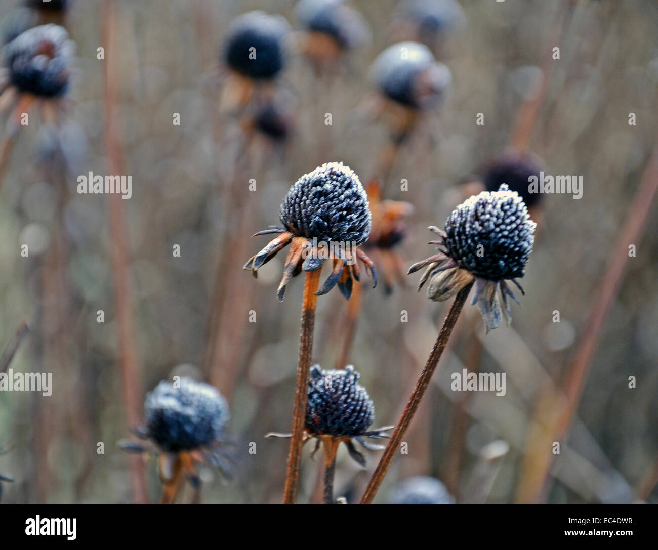 The frozen flower Stock Photo - Alamy