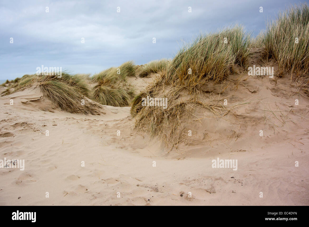 Sand dunes at Formby Point, Meseyside, UK Stock Photo - Alamy