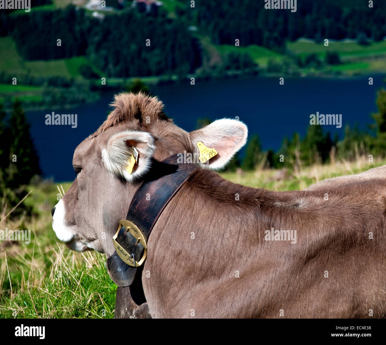 Woody the cow hi-res stock photography and images - Alamy
