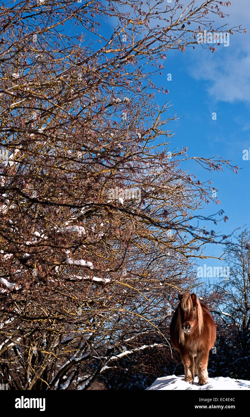 Ast horse hi-res stock photography and images - Alamy