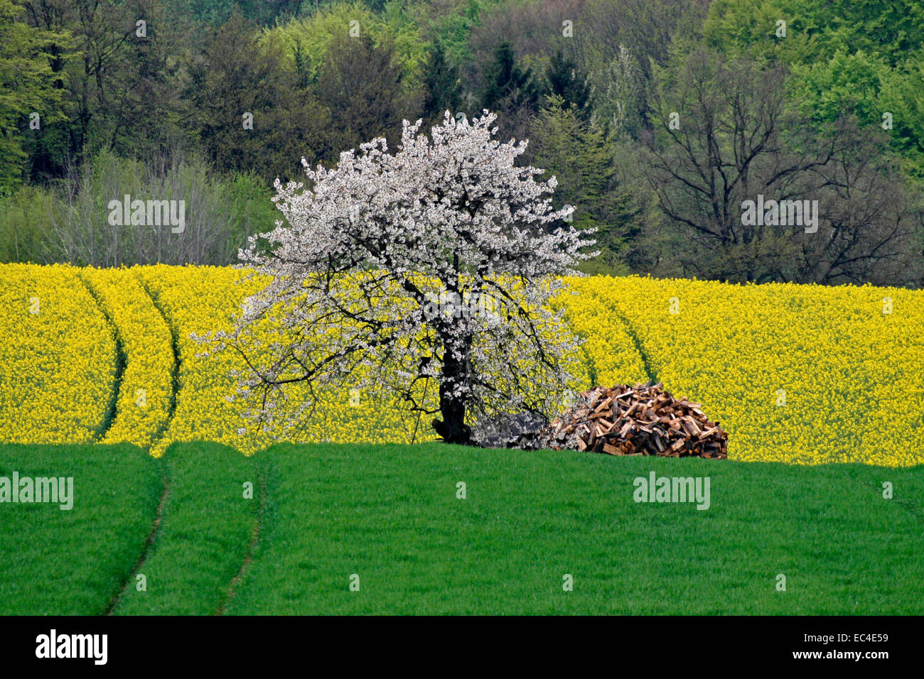 Cherry tree with rape field in Hagen, Lower Saxony, Germany, Europe ...