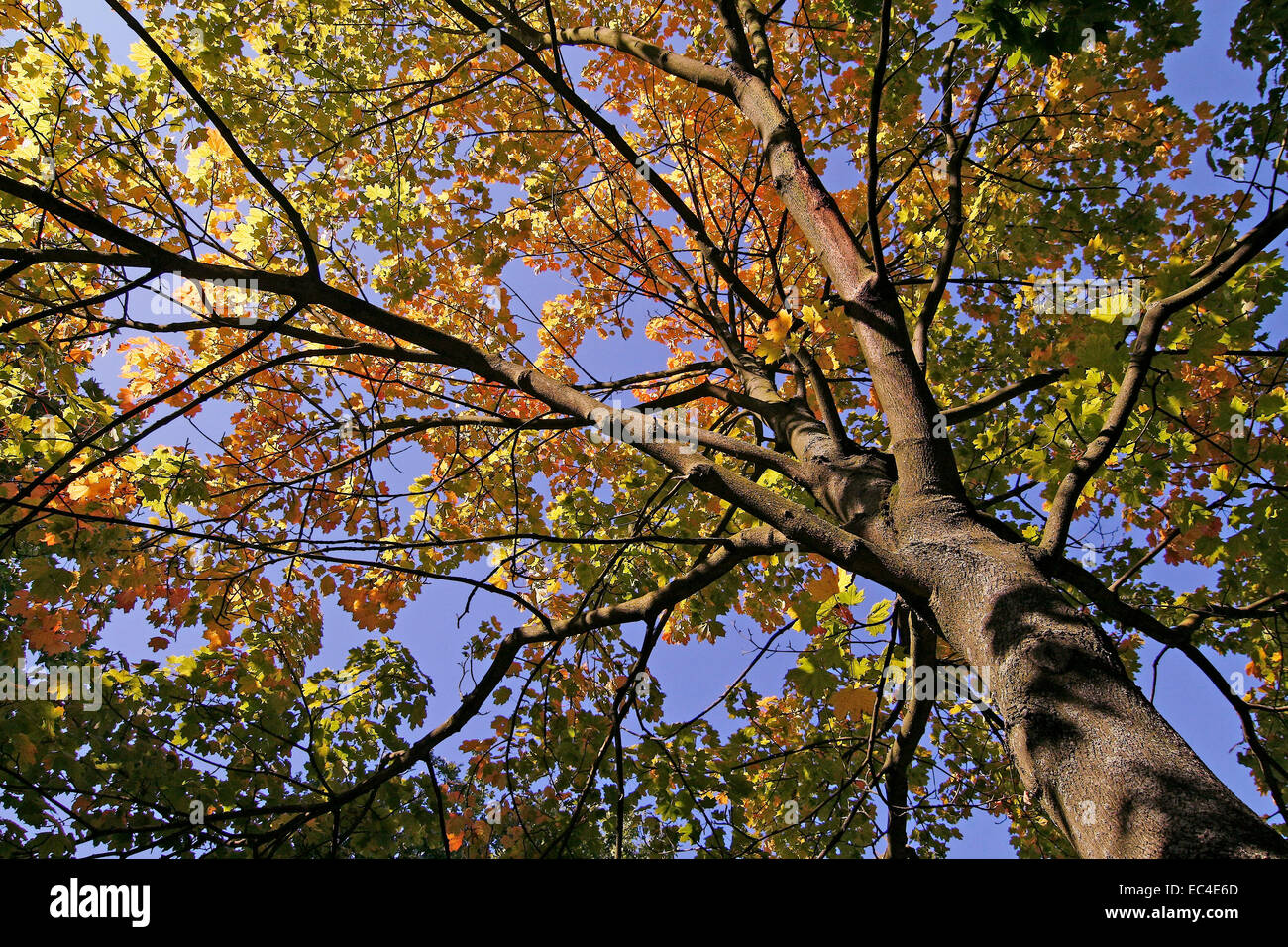 Norway Maple Acer platanoides in autunm Stock Photo - Alamy