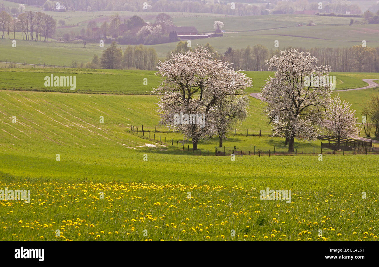 Spring landscape with cherry trees in Hagen, Lower Saxony, Germany ...