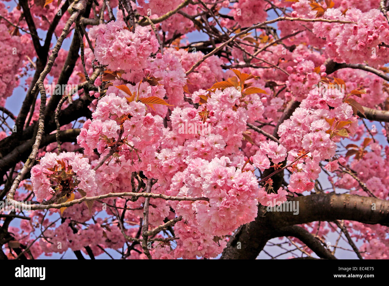 Japanese cherry tree in spring Stock Photo - Alamy