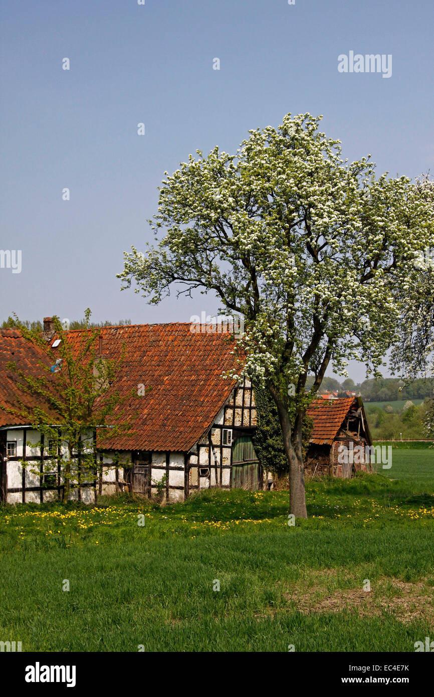 Timber frame houses and tree in blossom hi-res stock photography and ...